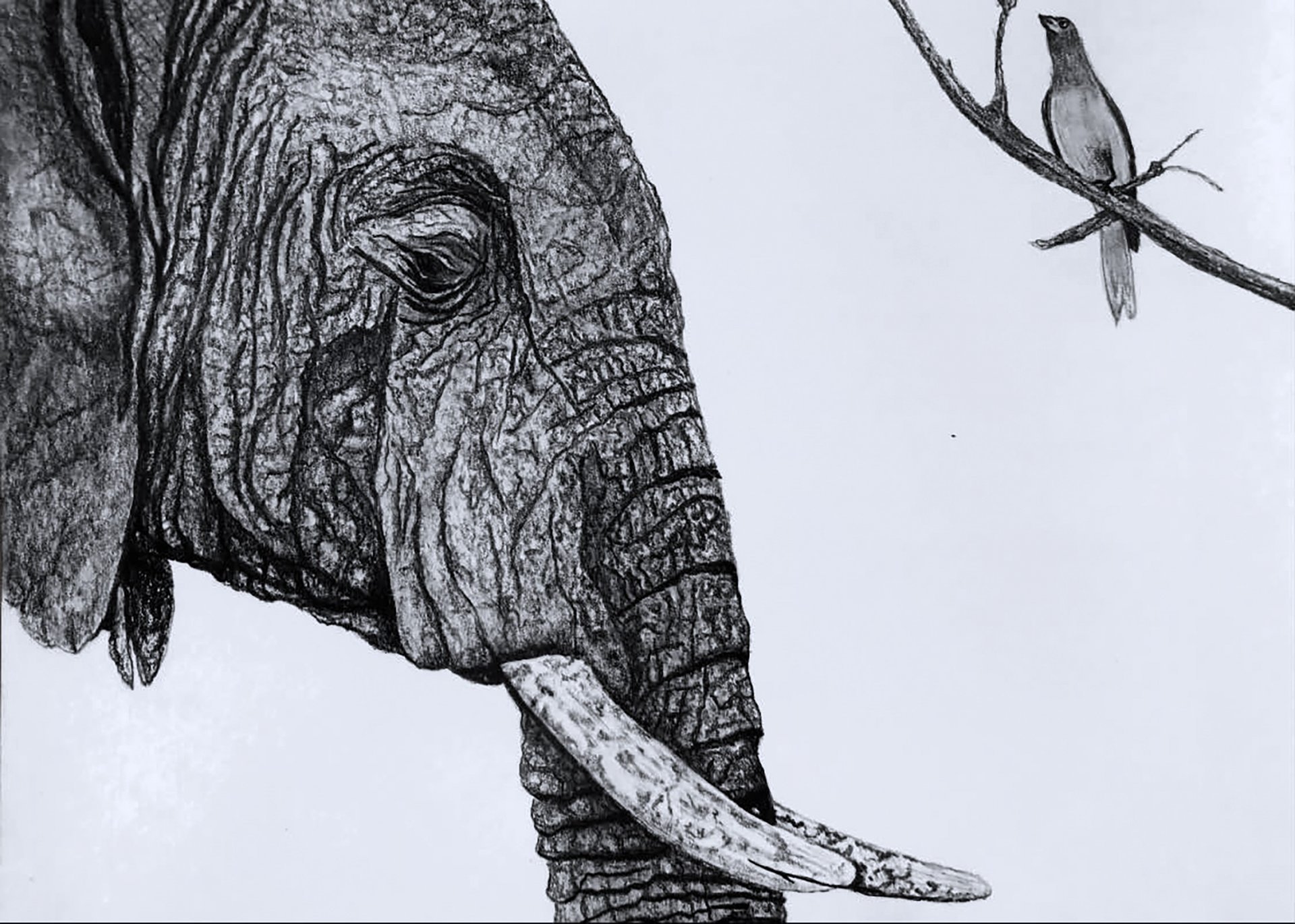 Wild Harmony: Meeting of the Species Drawing - Sandrine Piegay