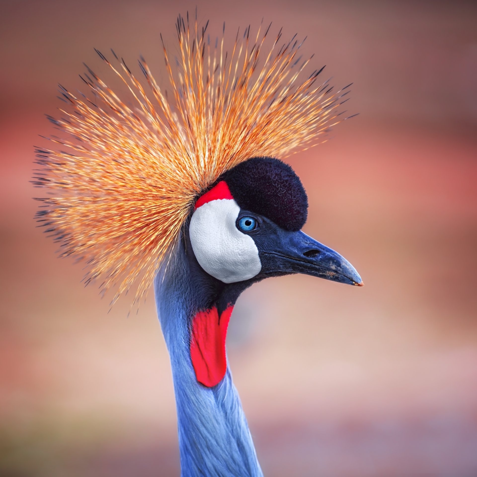 Gray Crowned Crane Fotografía - Lidiya Dmitrieva