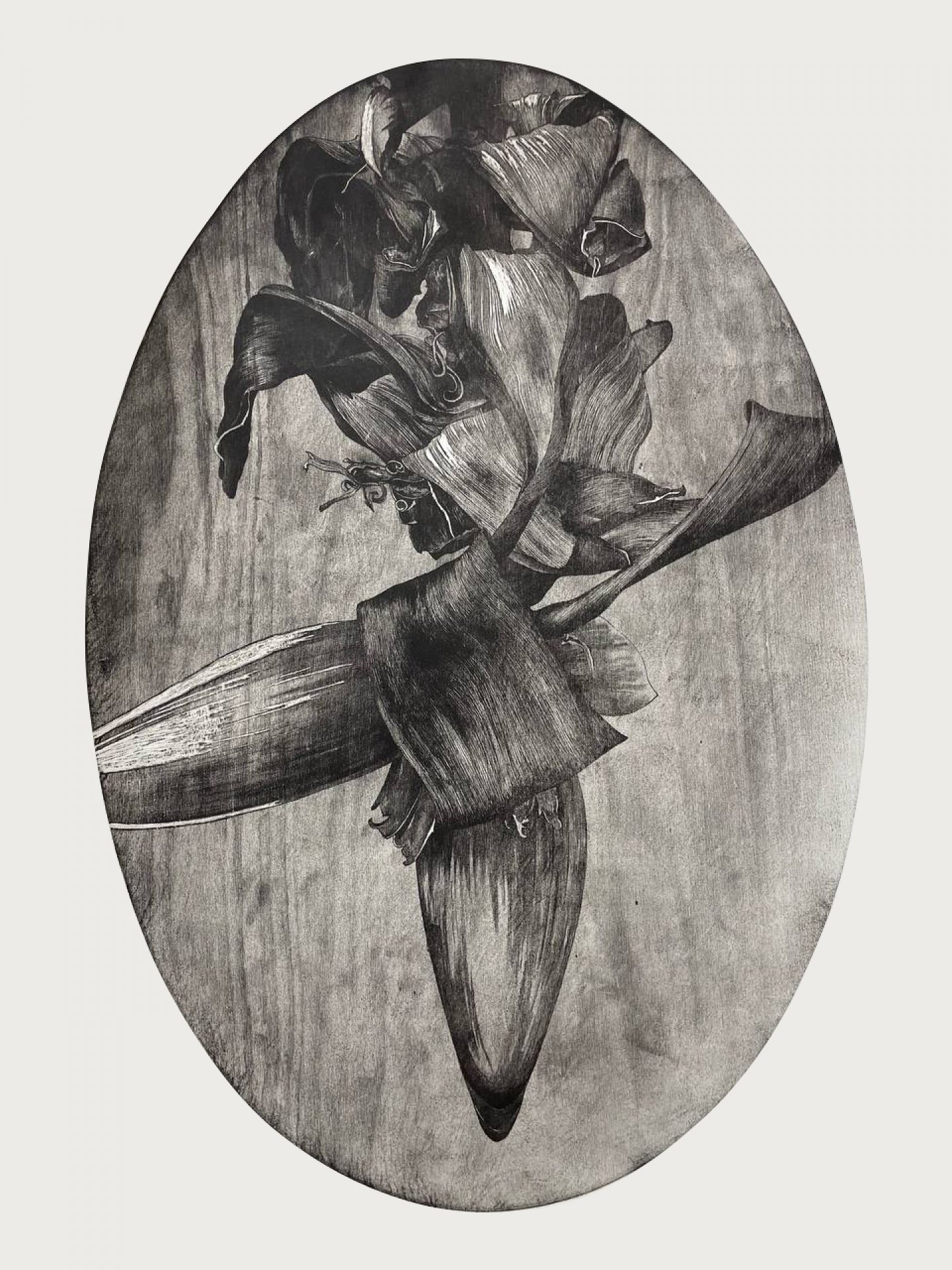 Banana Blossom Drawing - Katerina Bolshakova