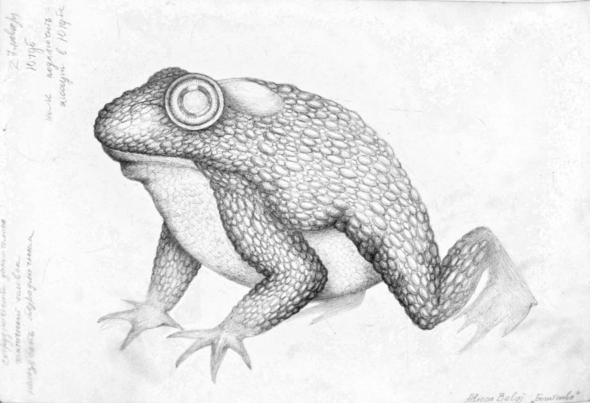 Wealth Drawing - Aljona Frantaseva (Belaja)