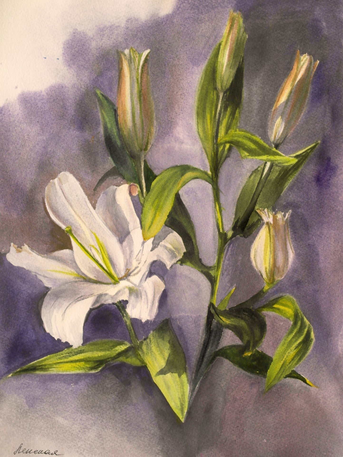 Lily Painting by Galina Lenskaya - Jose Art Gallery