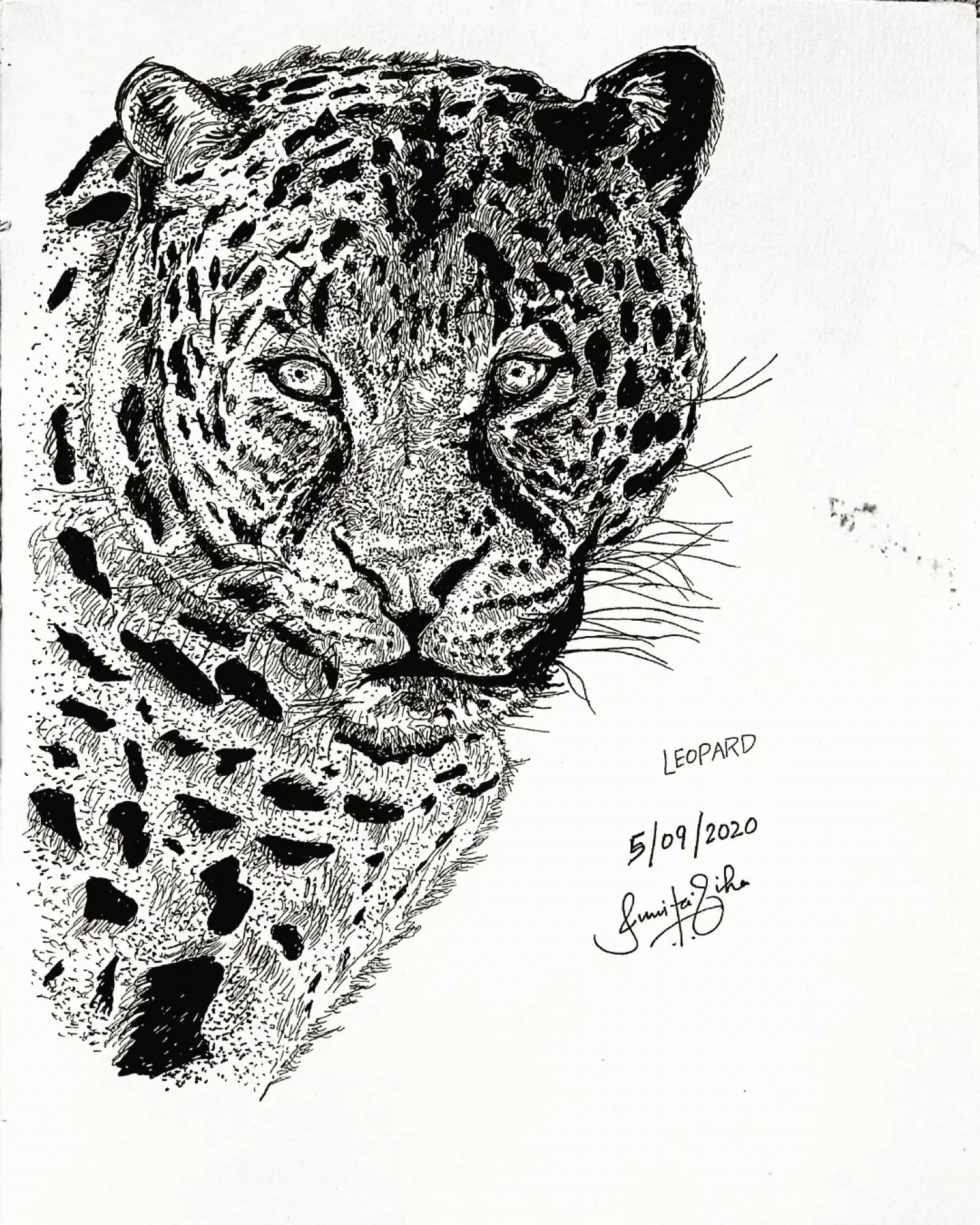 Leopard Sketch Drawing - Relaxedarch - Jose Art Gallery