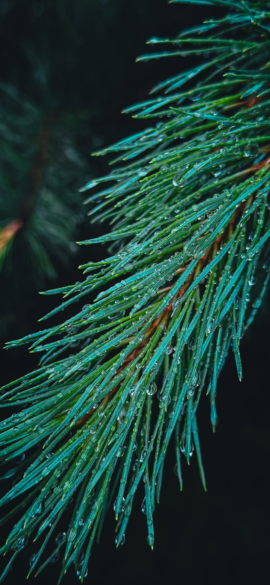 Summer rain: Fireworks of colors Photography - Vova Kartuz