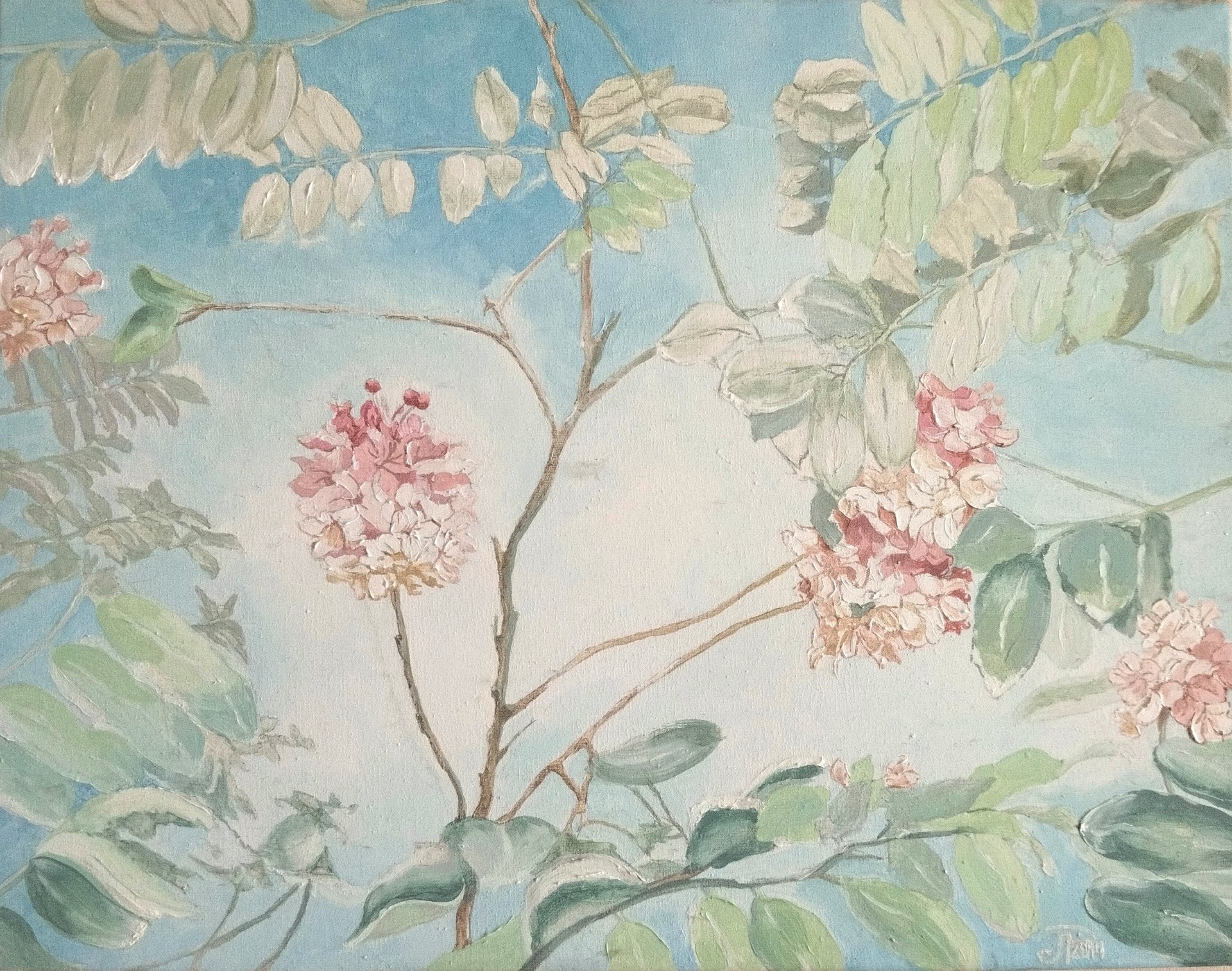 Egyptian acacia Drawing - Olena Rudenko - Jose Art Gallery