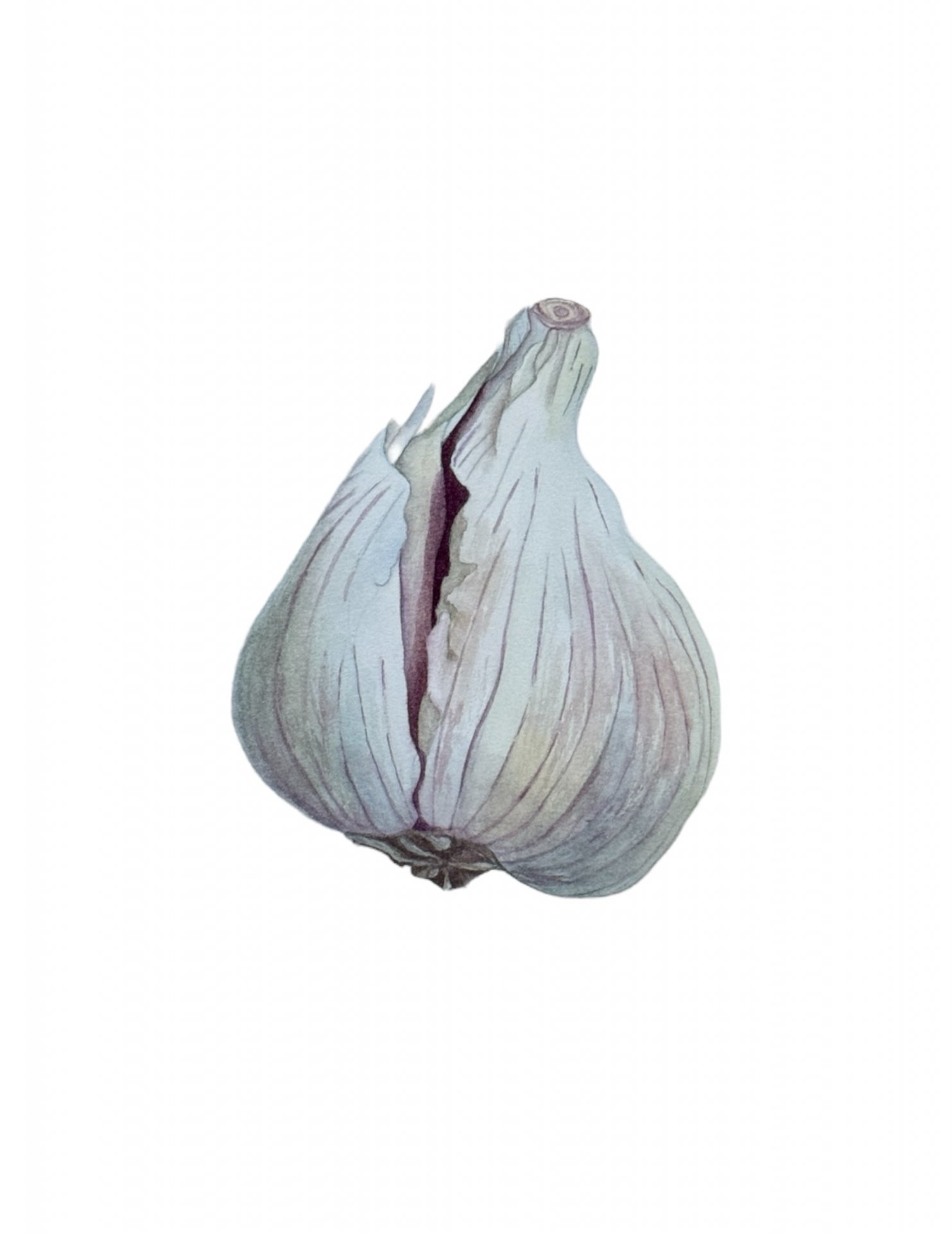 Garlic: A Study in Watercolor Painting by Tetyana Hubska
