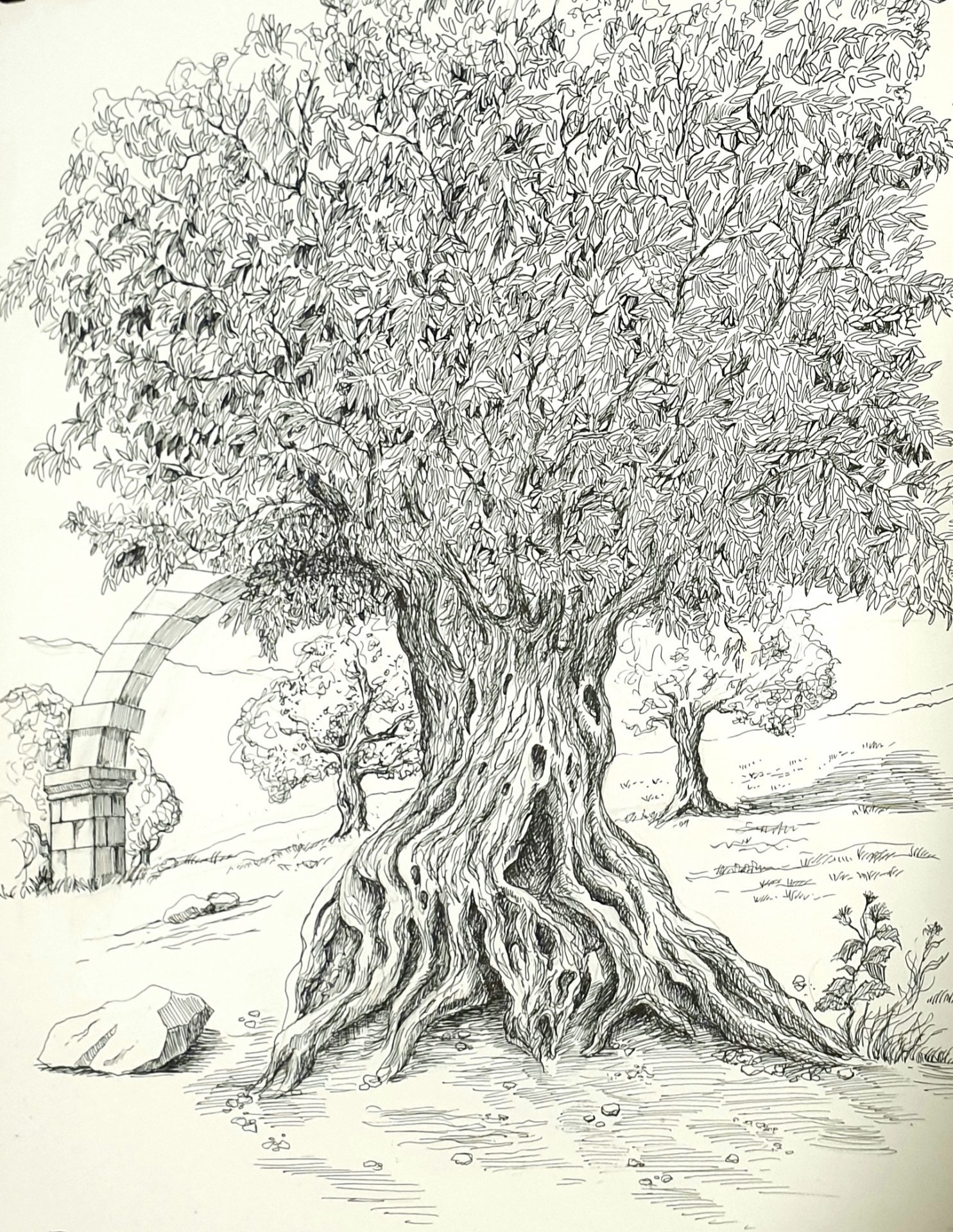 Old Olive: Symbol of Eternity Drawing - Mark Kunin
