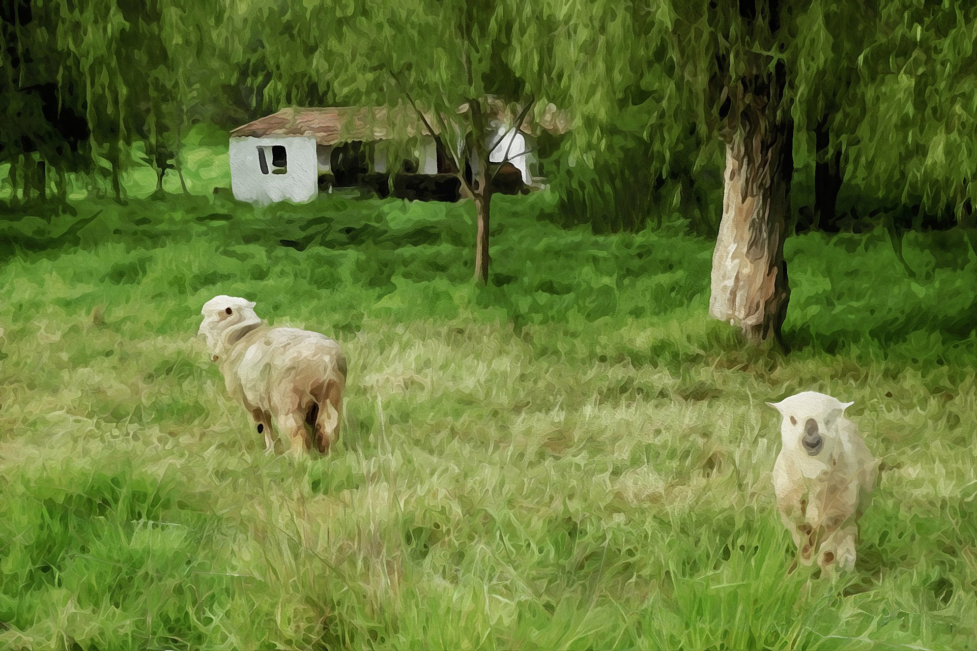 Ovejas y Naturaleza Verde: Color en Boyacá Fotografía - Orlando Sanchez
