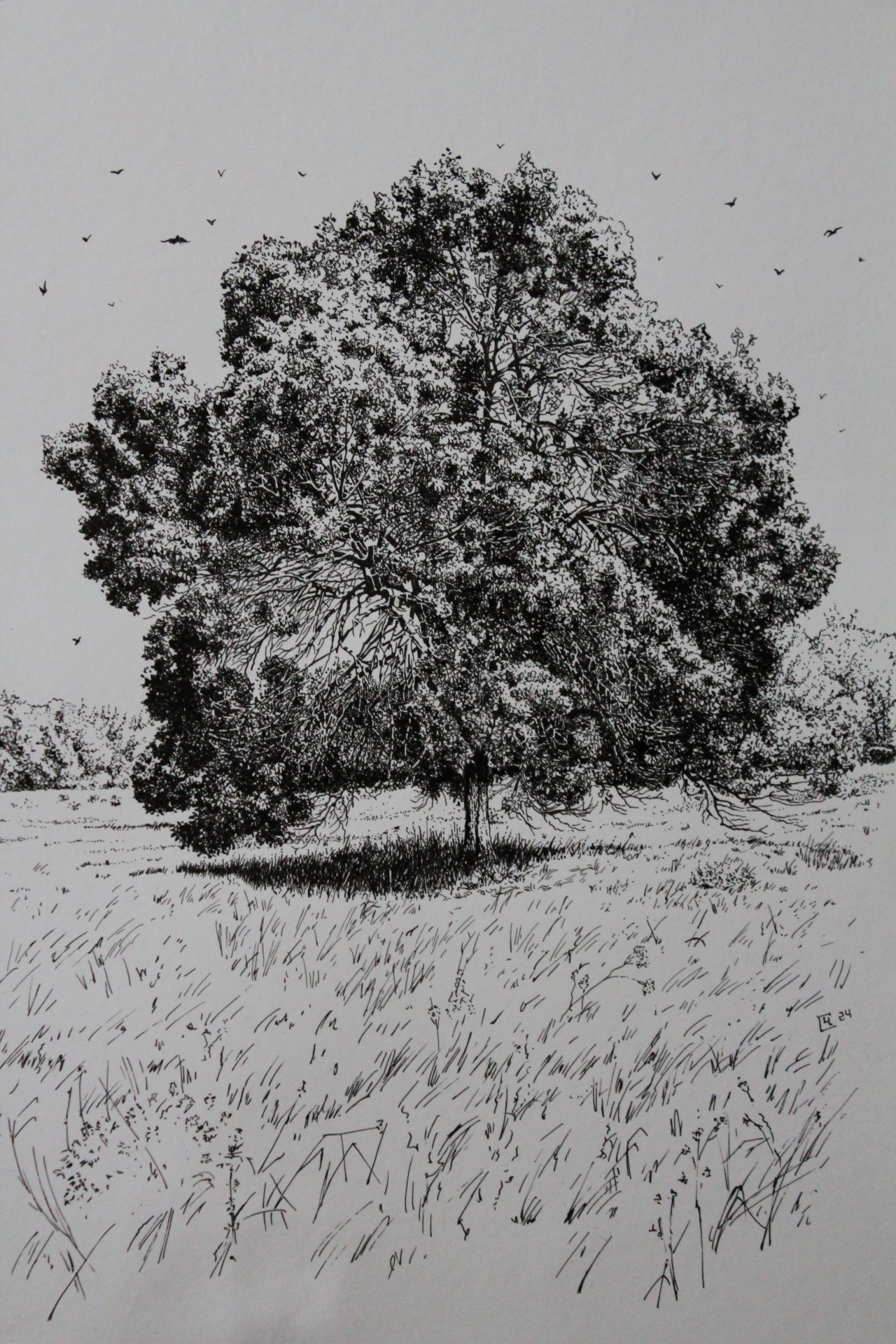 Elm Tree Drawing - Spartak Chernyshov - Jose Art Gallery