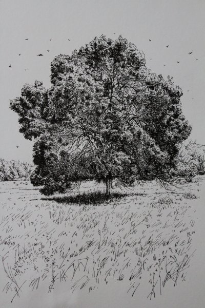 Elm Tree Drawing - Spartak Chernyshov - Jose Art Gallery