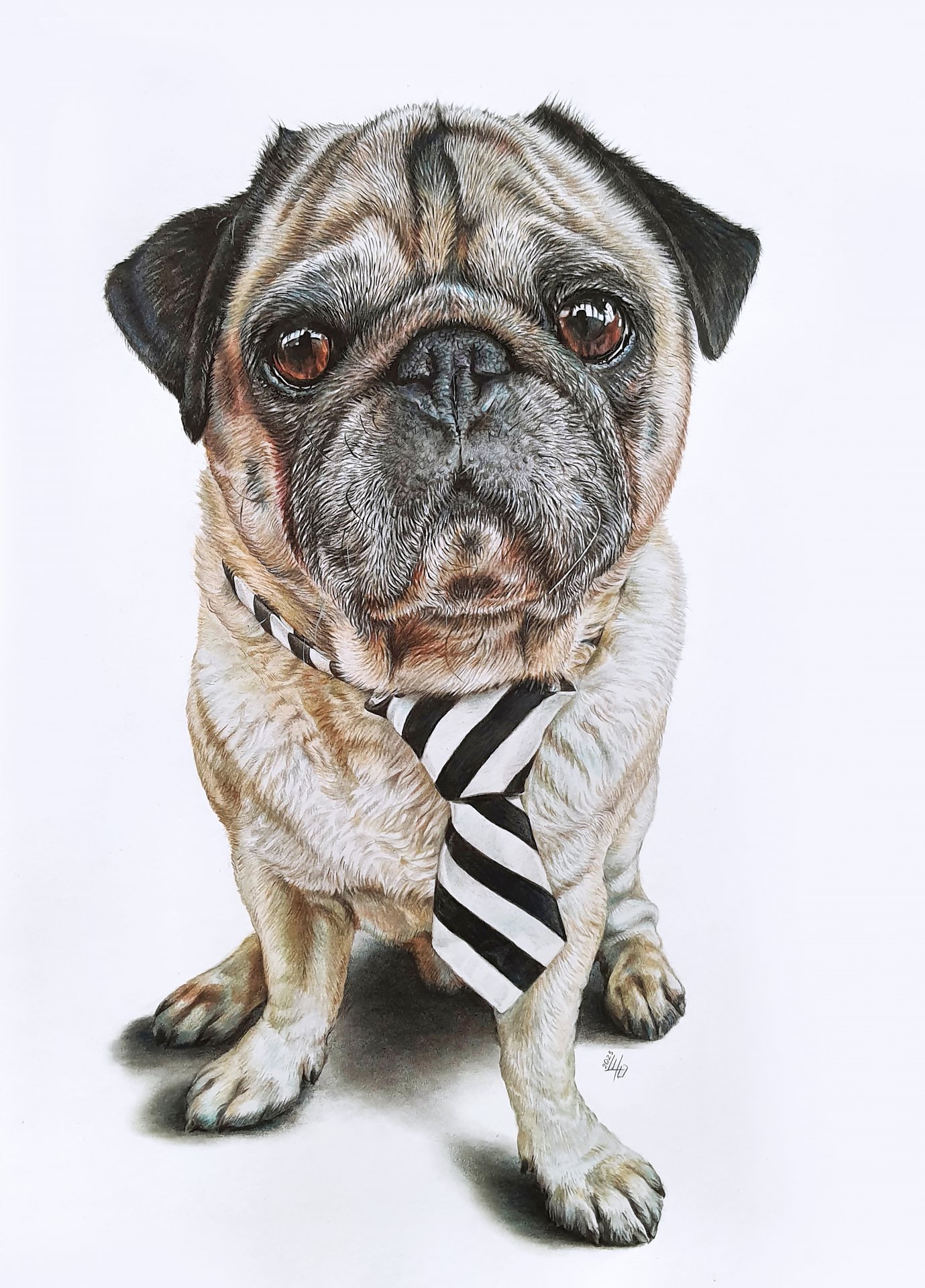 Whimsical Pug Portrait in Tie Drawing - Julia Shilo