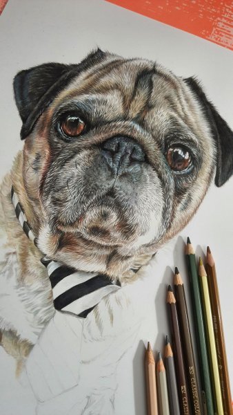 Whimsical Pug Portrait in Tie Drawing - Julia Shilo