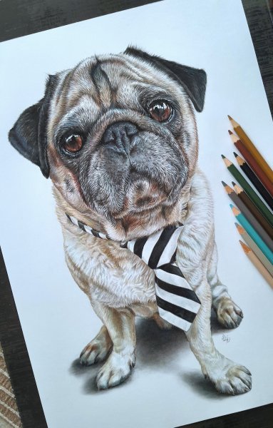 Whimsical Pug Portrait in Tie Drawing - Julia Shilo