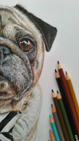 Retrato caprichoso de un carlino con corbata Dibujo - Julia Shilo