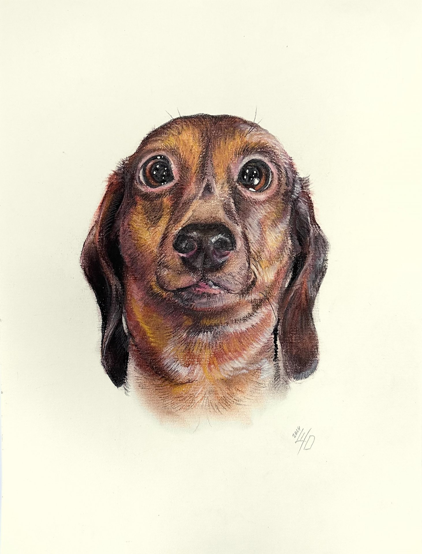 Adorable Dachshund Portrait Drawing - Julia Shilo