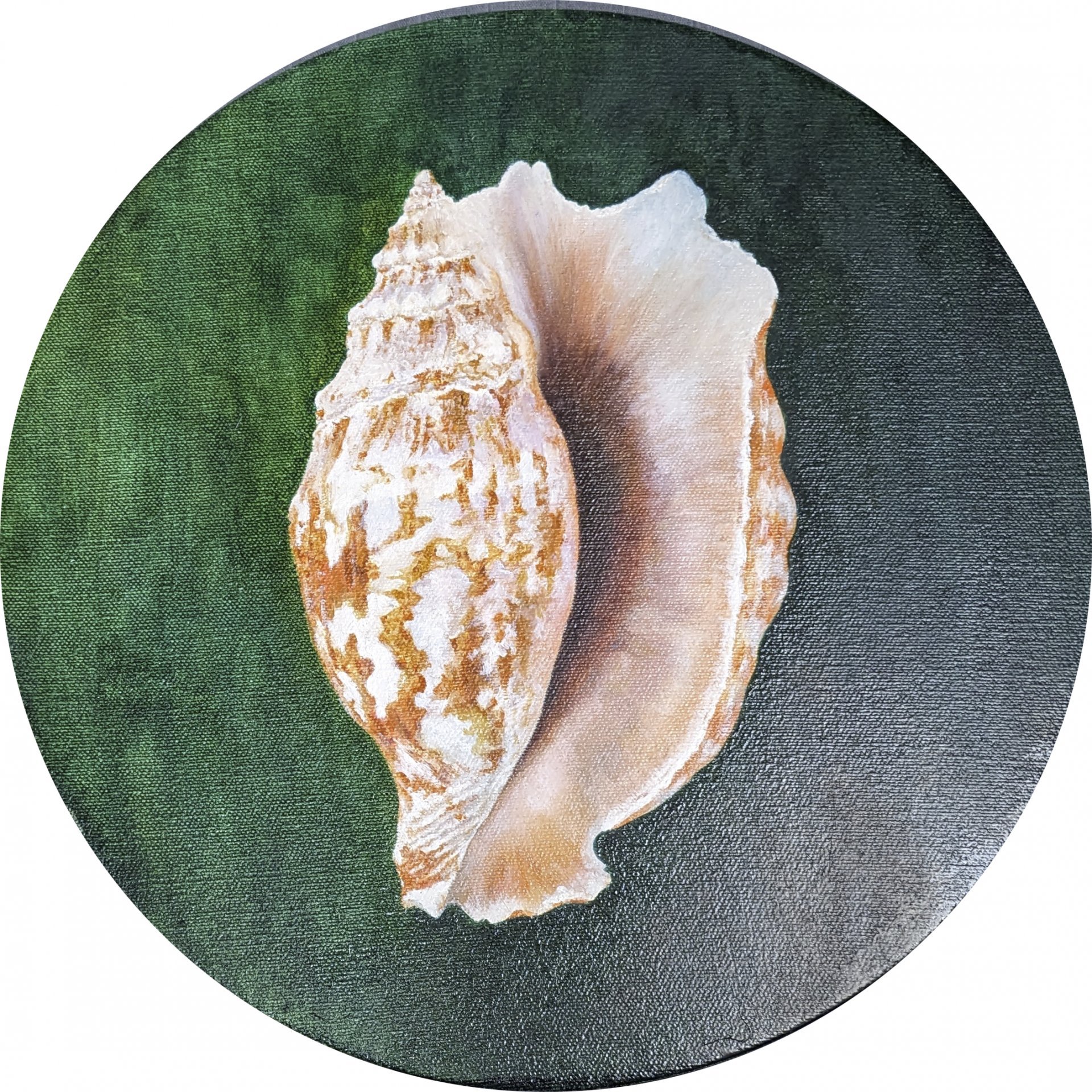 Sinustrombus sinuatus. Wonder. Painting by Yuliya Chshipachyova