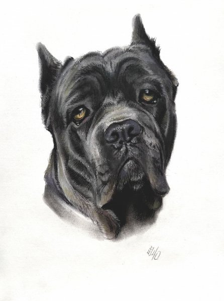 Cane Corso Elegance: A Pastel Portrait Drawing - Julia Shilo