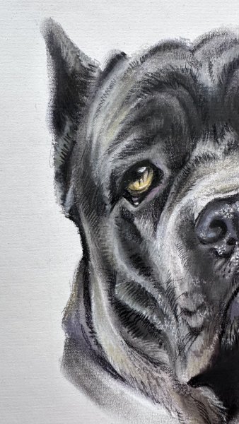 Cane Corso Elegance: A Pastel Portrait Drawing - Julia Shilo
