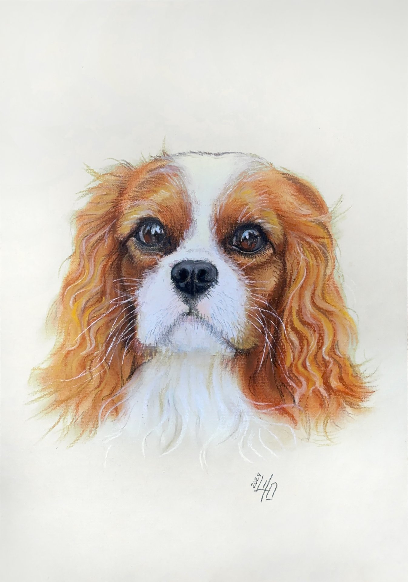 Cavalier King Charles Spaniel Drawing - Julia Shilo