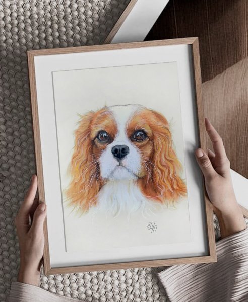Cavalier King Charles Spaniel Drawing - Julia Shilo