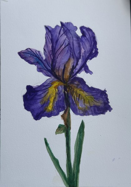 Iris Painting by Tetyana Bilous - Jose Art Gallery