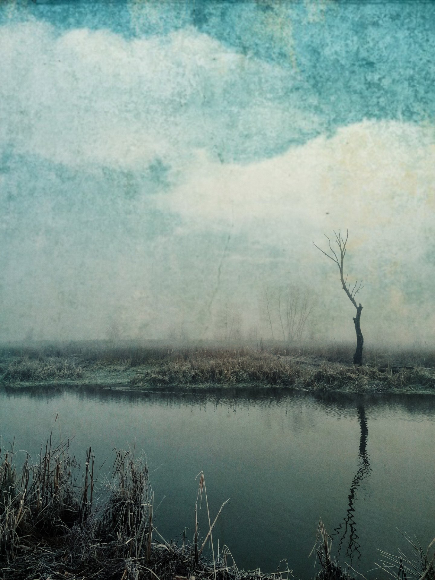 Resilient Tree by Irpin River 2022 Photography - Alyona Voronova