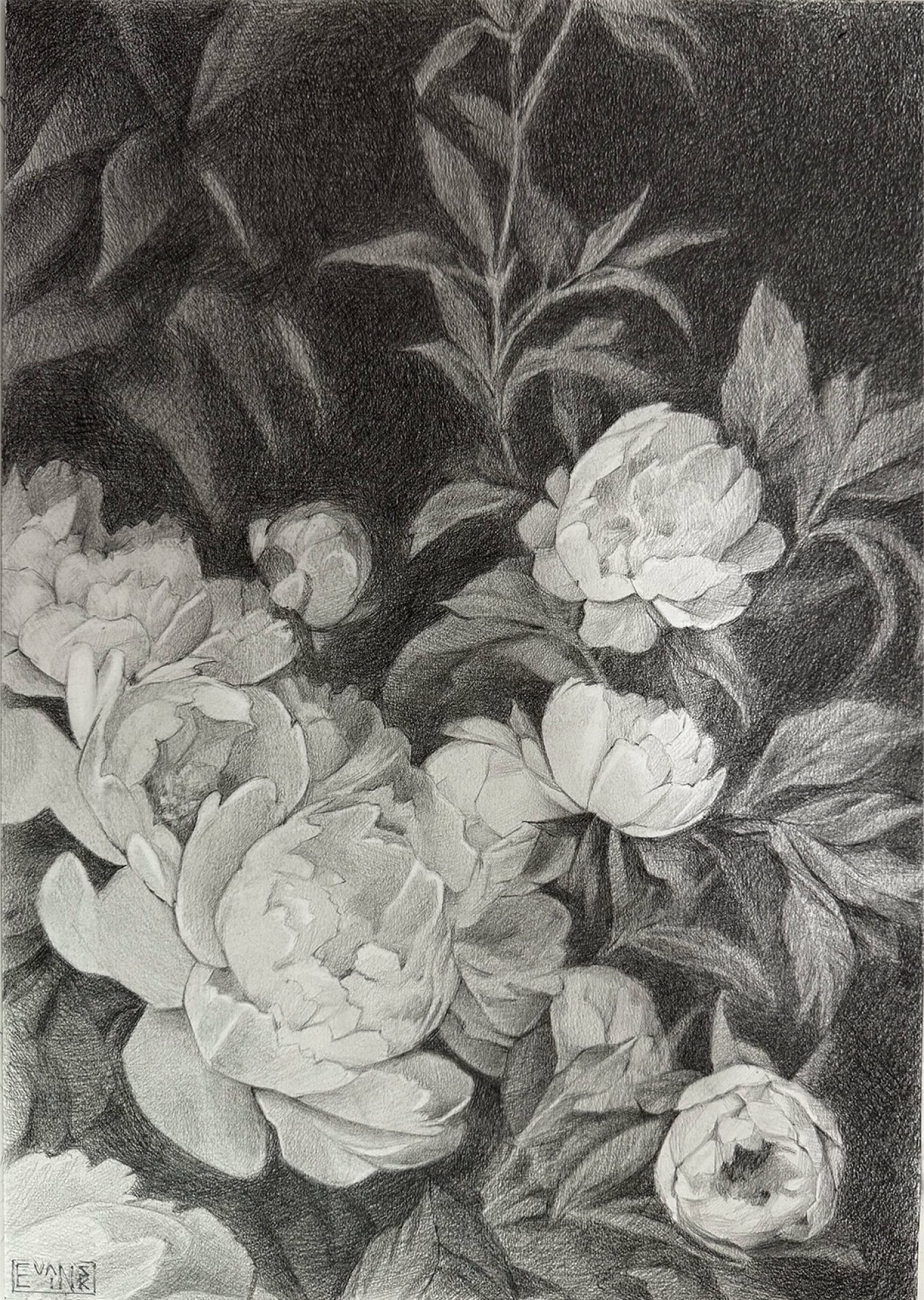 Graphite peony pencil drawing Drawing - Yana Evans