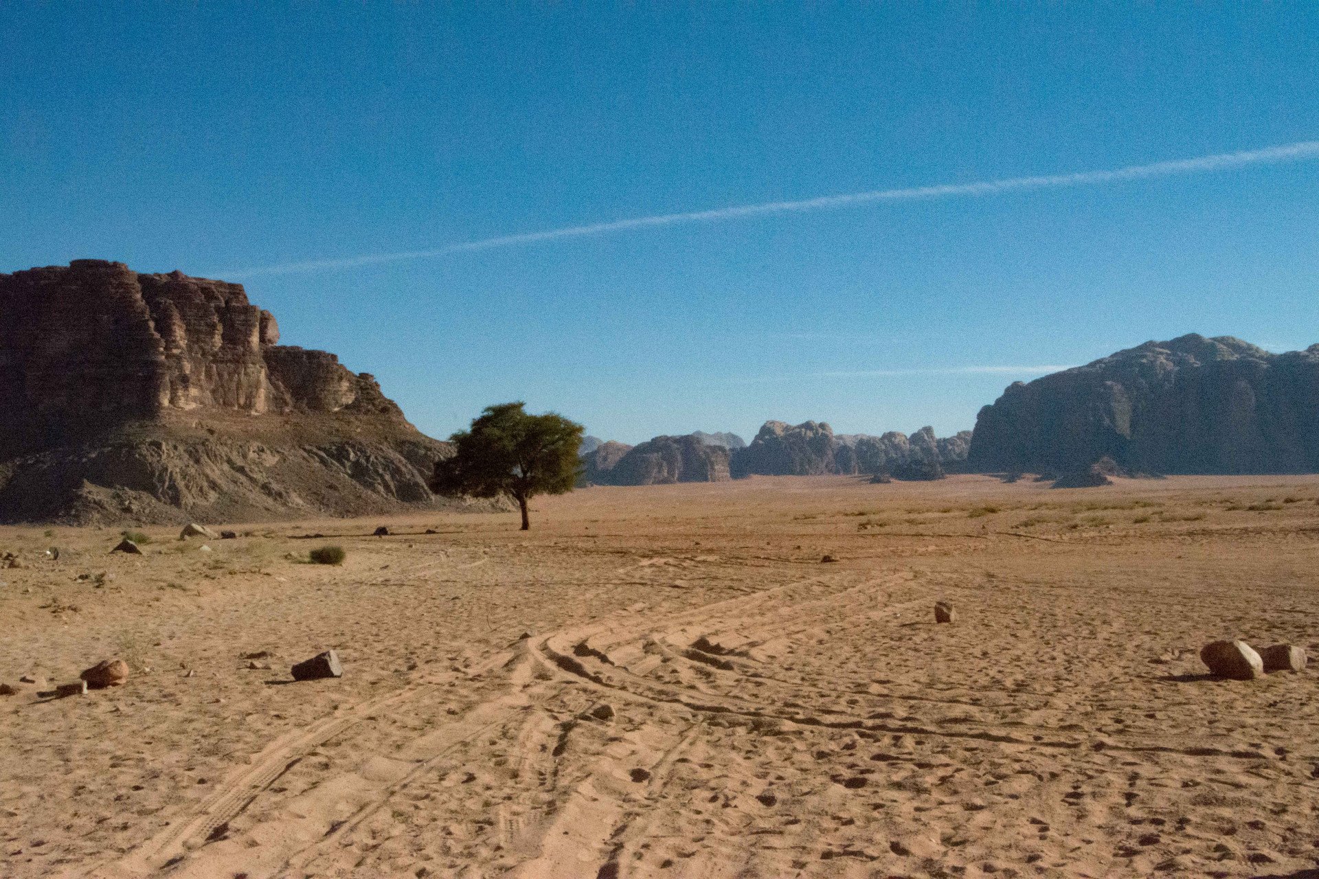L'arbre solitaire Photographie - SAF - Jose Art Gallery