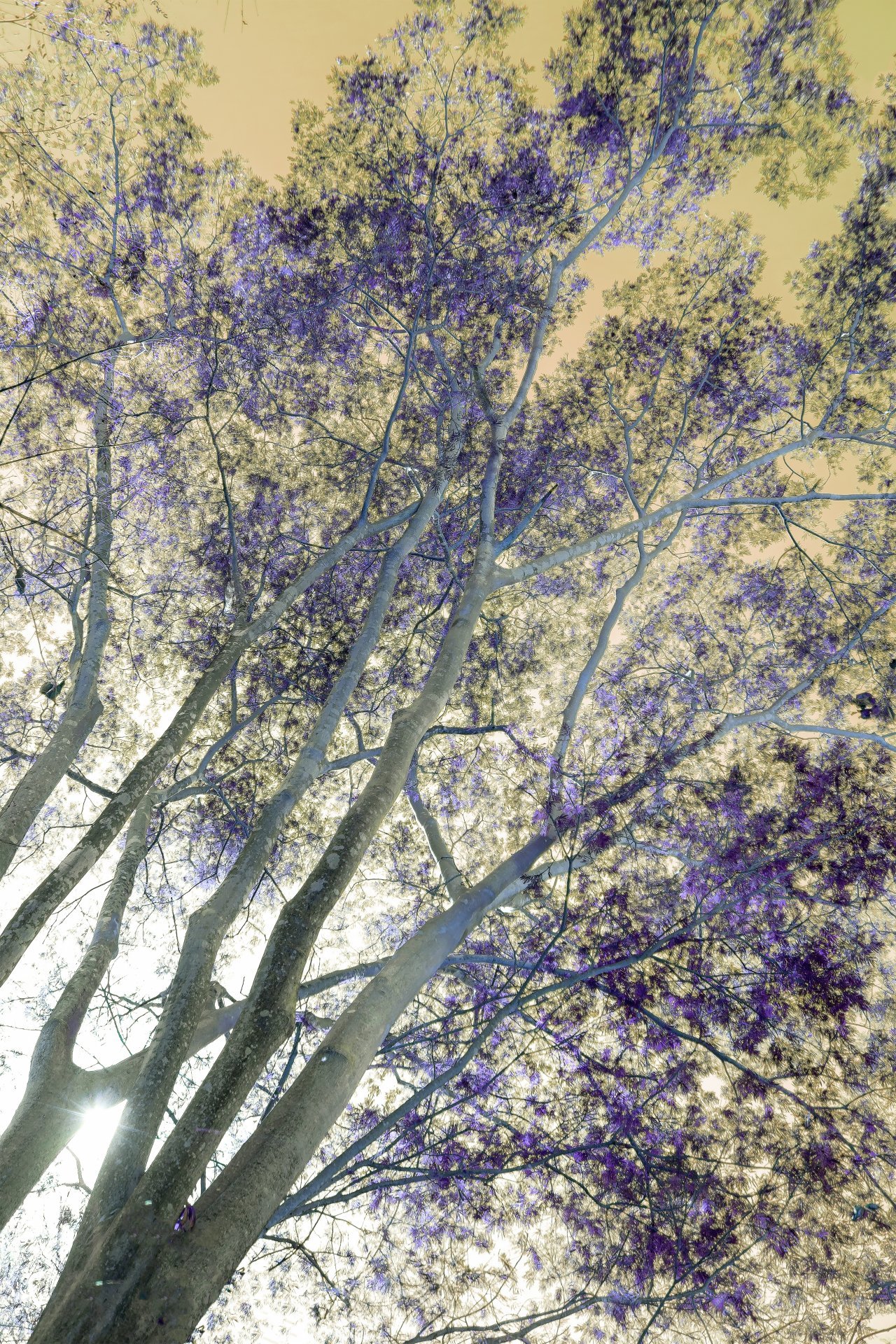Branches and Light Photography - Sergio Luiz Cerezer Benetti Sergio