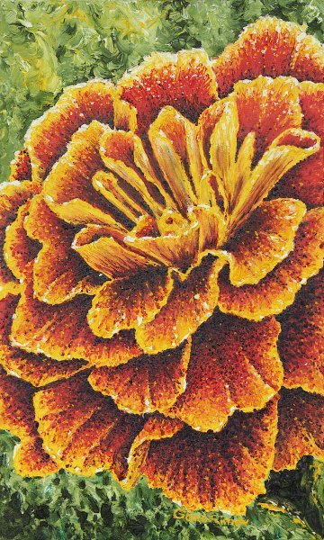 Marigold: Flower of Fidelity Drawing - Max Gerasimov