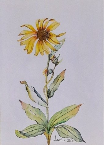 Pinturas en el género del arte floral en acuarela de México en venta