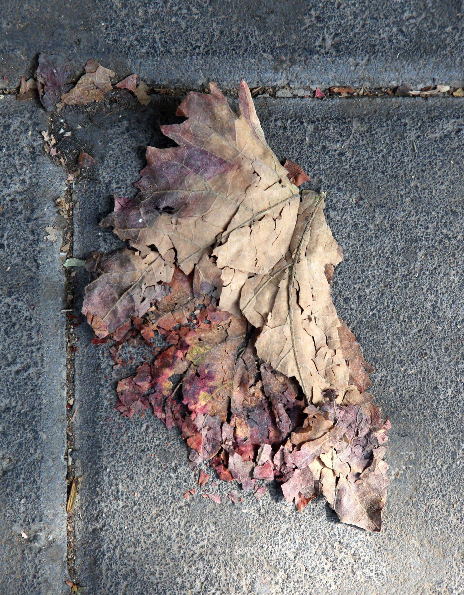 A Broken Leaf Photography - Natasha Shakhnes