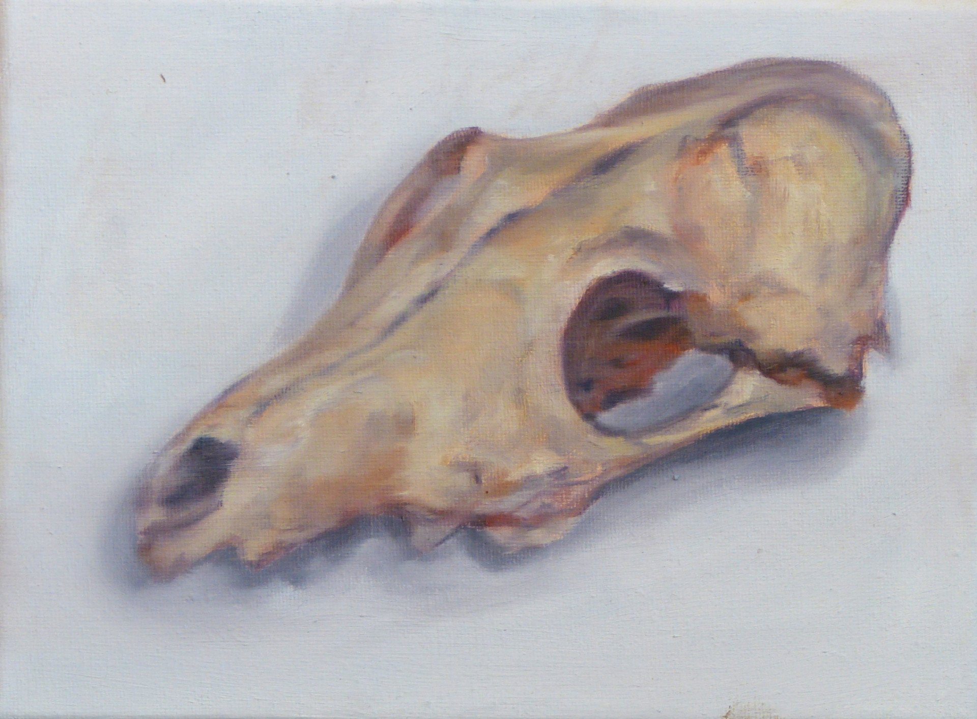 Estudio de cráneo de zorro Pintura de Luke Morgan