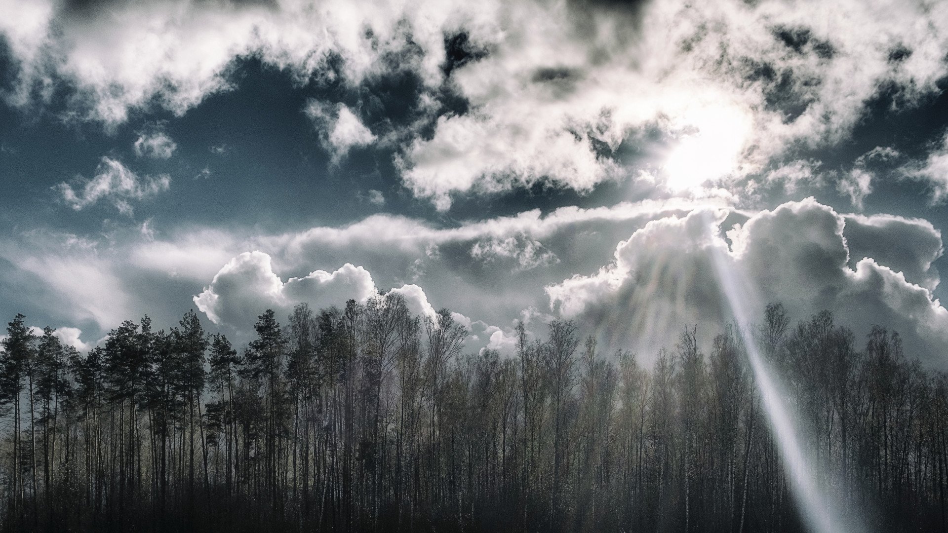 Solitude forest - Limited Ed Photography - Andriy Maykovskyi