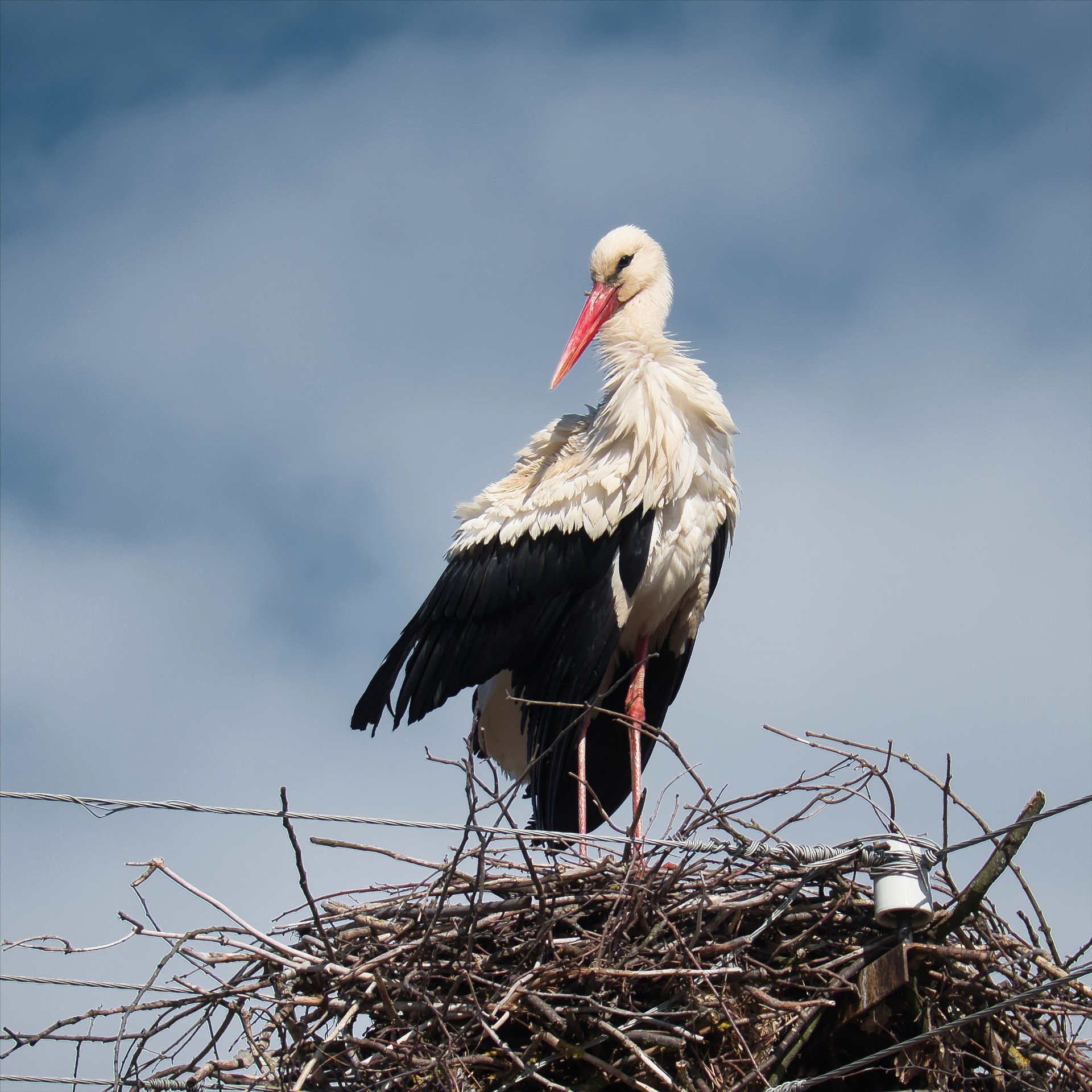 Portrait of stork Photography - Andriy Maykovskyi