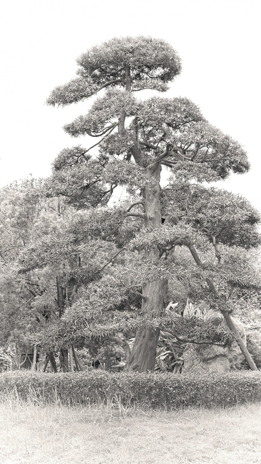 Old tree - Limited Ed Photography - Andriy Maykovskyi