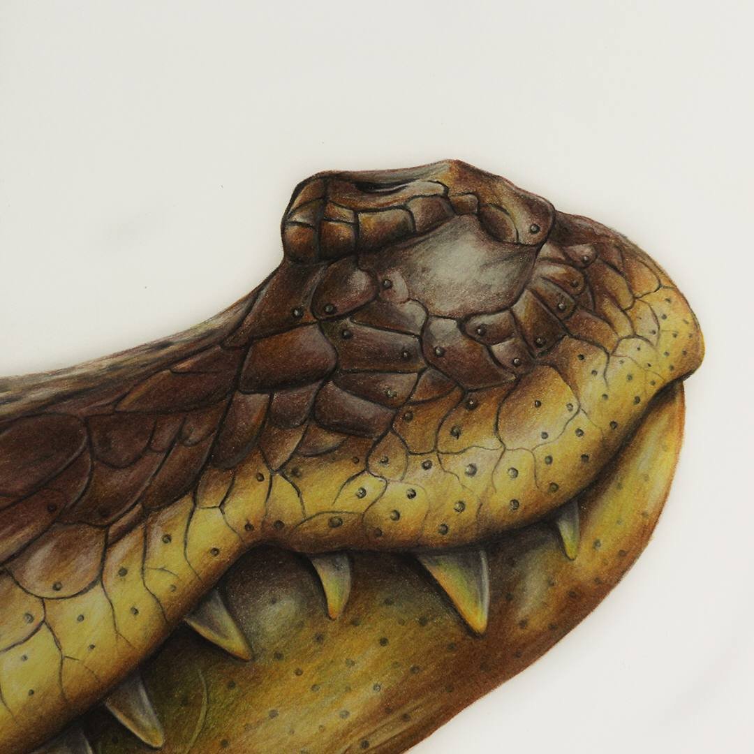 CROCO Drawing - Oleg Baran - Jose Art Gallery