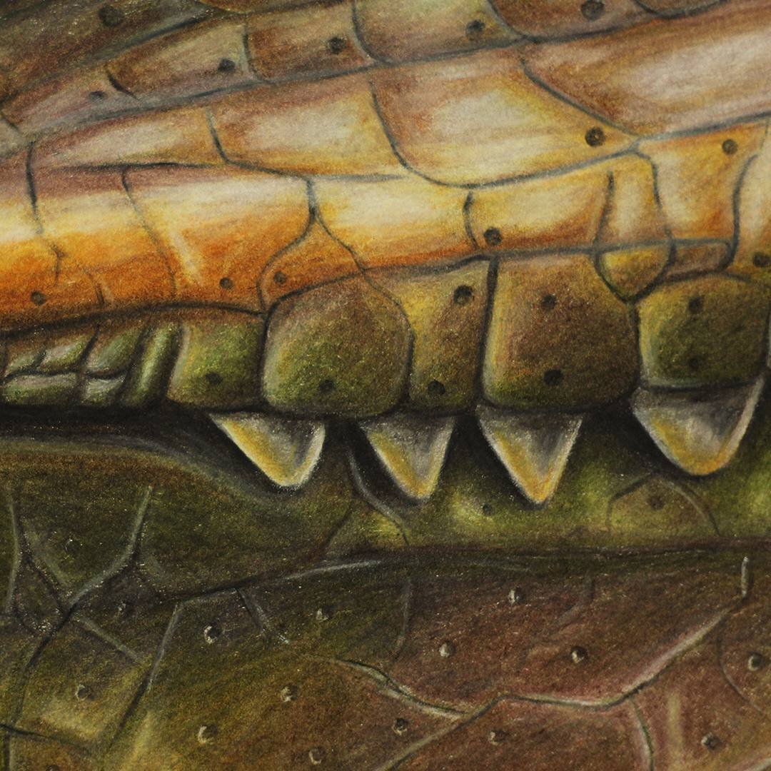 CROCO Drawing - Oleg Baran - Jose Art Gallery