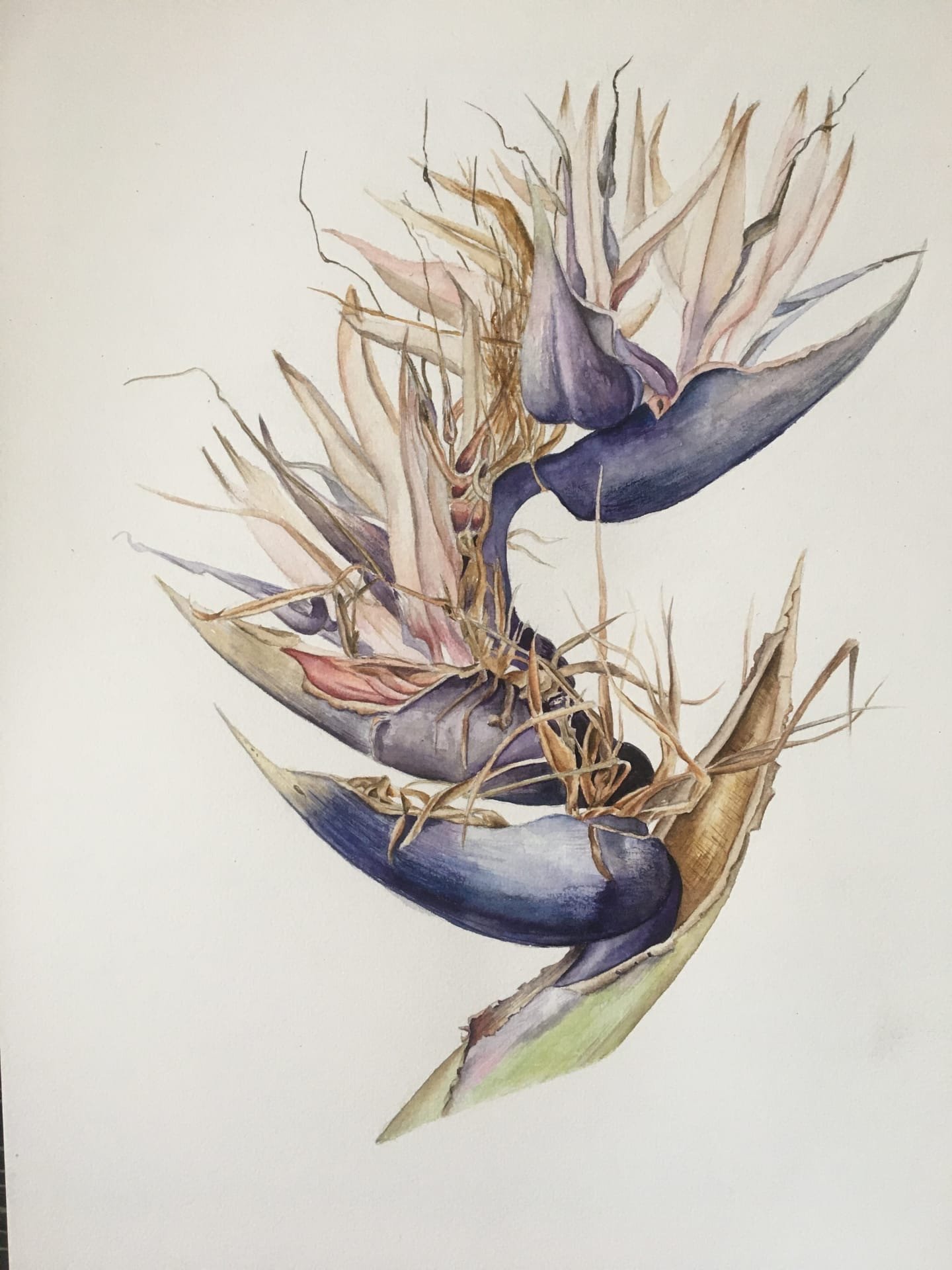 Heliconia Painting by TATIANA MOSKALENKO - Jose Art Gallery