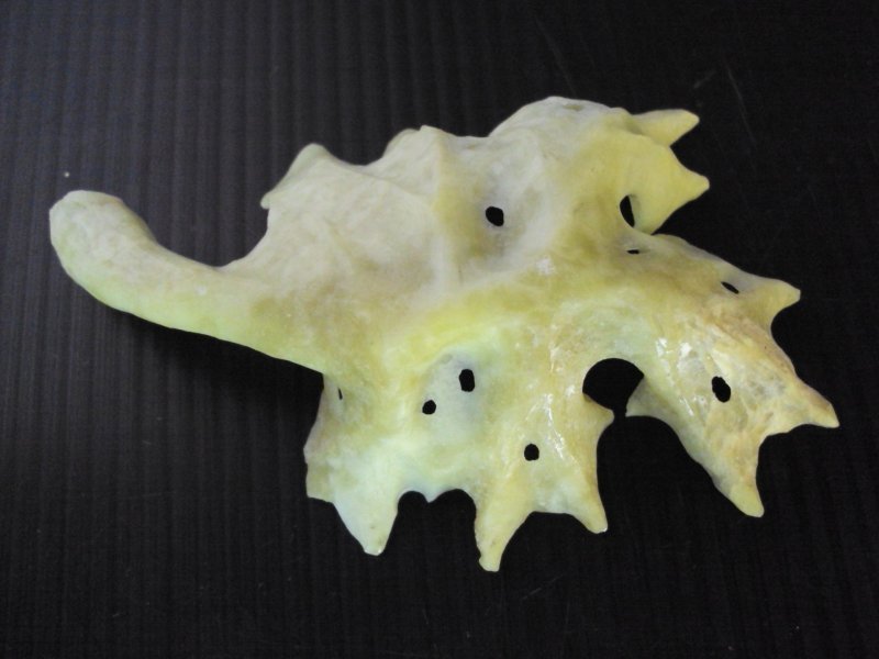 Autumn leaf Sculpture - Alexander Dmitriev