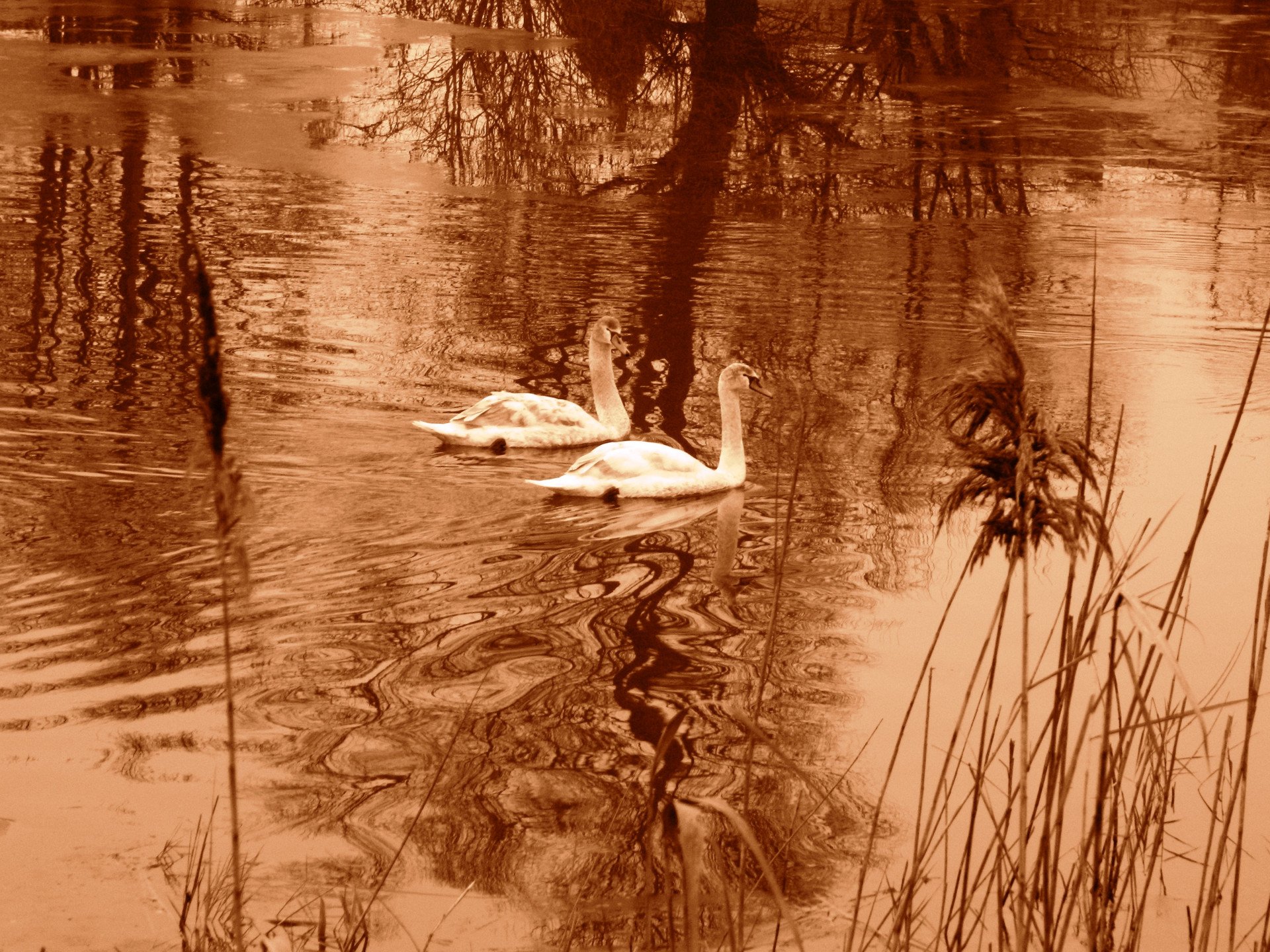 Swans on the pond Photography - Serhii Vitovskyi