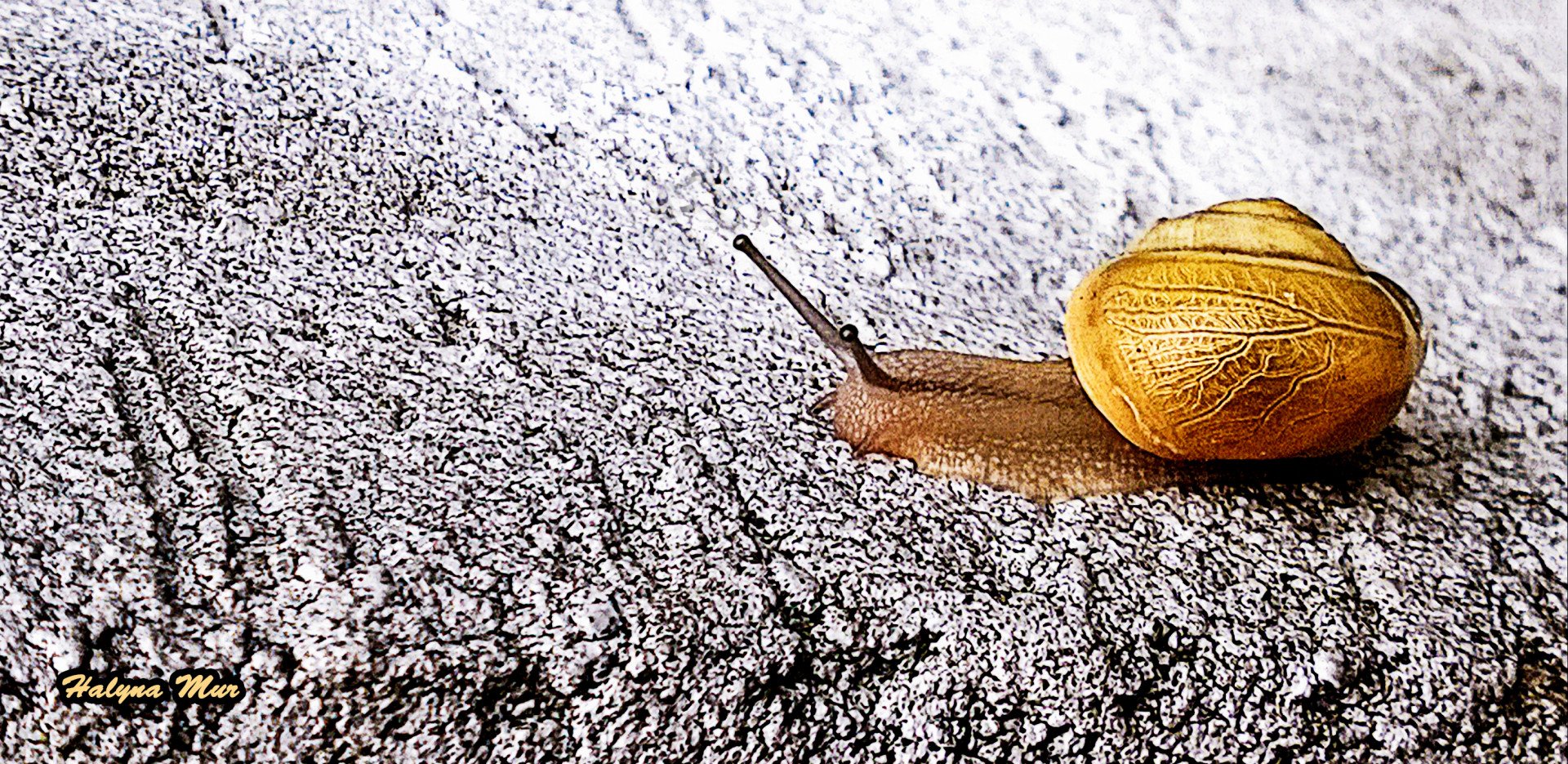 Snail Photography - Halyna Mur - Jose Art Gallery