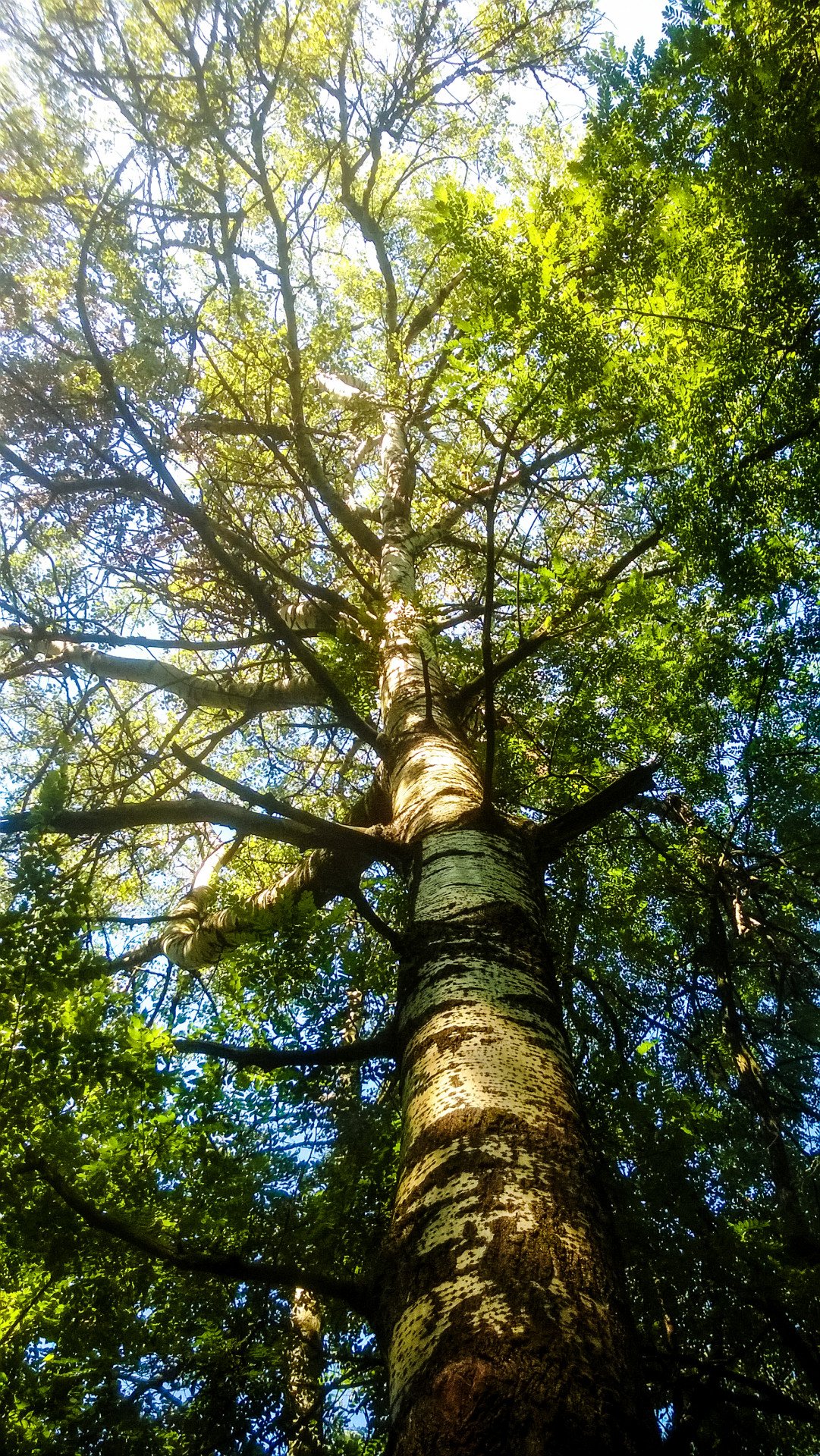 Mighty tree Photography - Halyna Mur - Jose Art Gallery