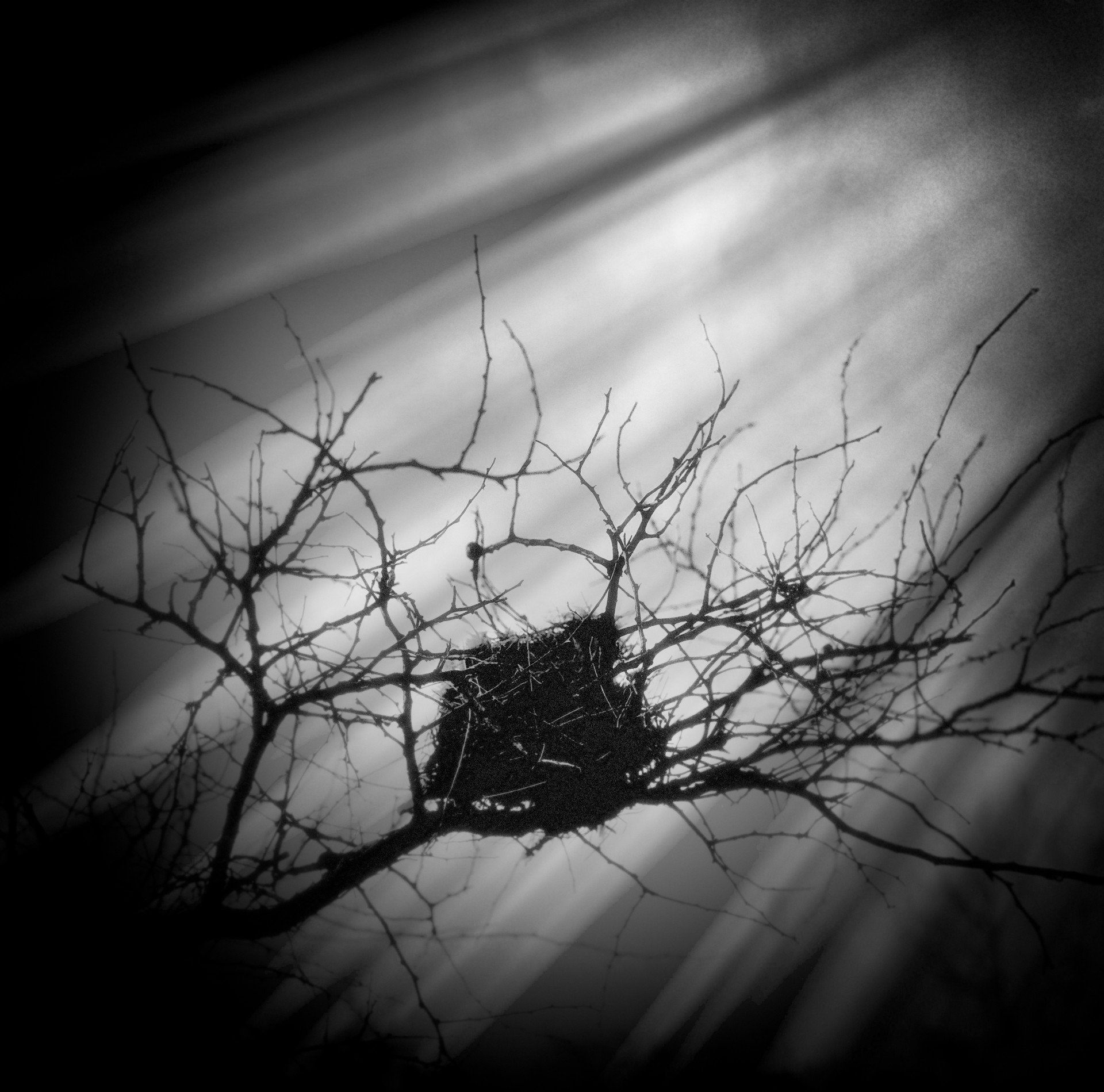 REBIRTH Photography - Mark Paulda - Jose Art Gallery