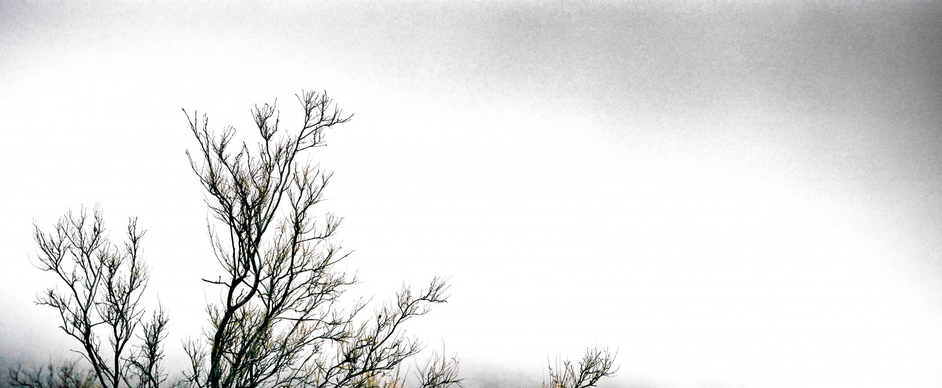 WINTER TREE Photography - Mark Paulda - Jose Art Gallery