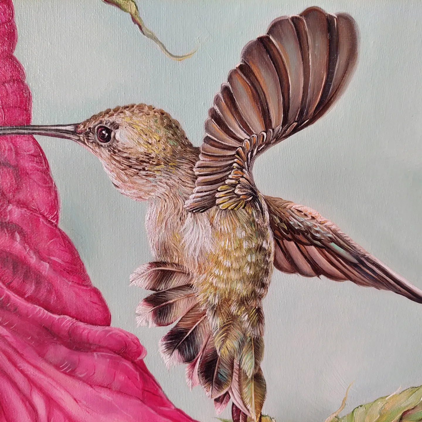 Calibri with hibiscus flower. Painting by Elena Ivanova