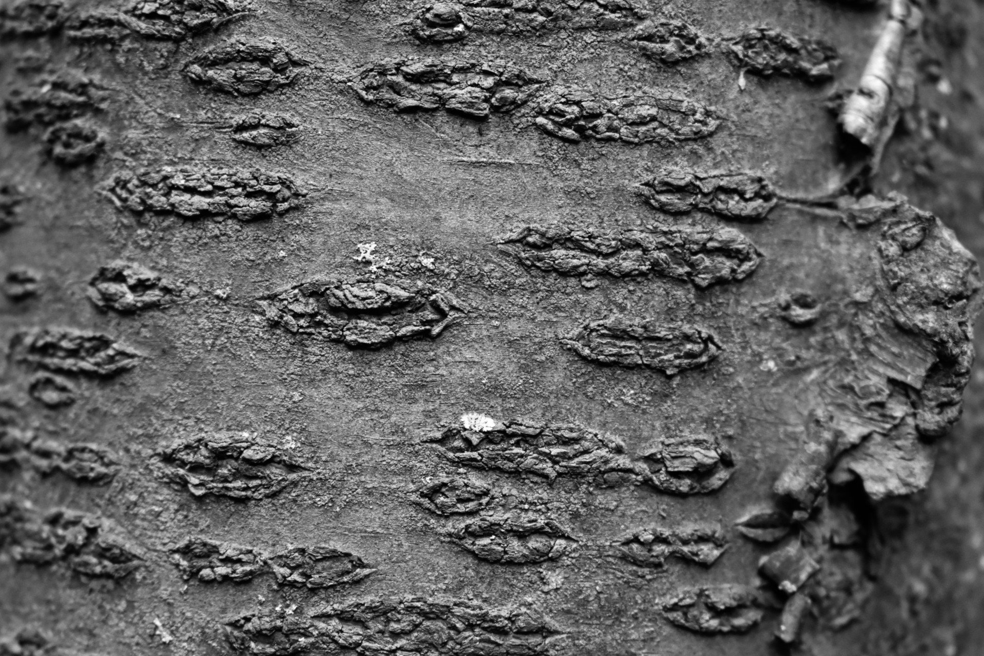 Arbor 20 Photography - Andras Chiriliuc - Jose Art Gallery