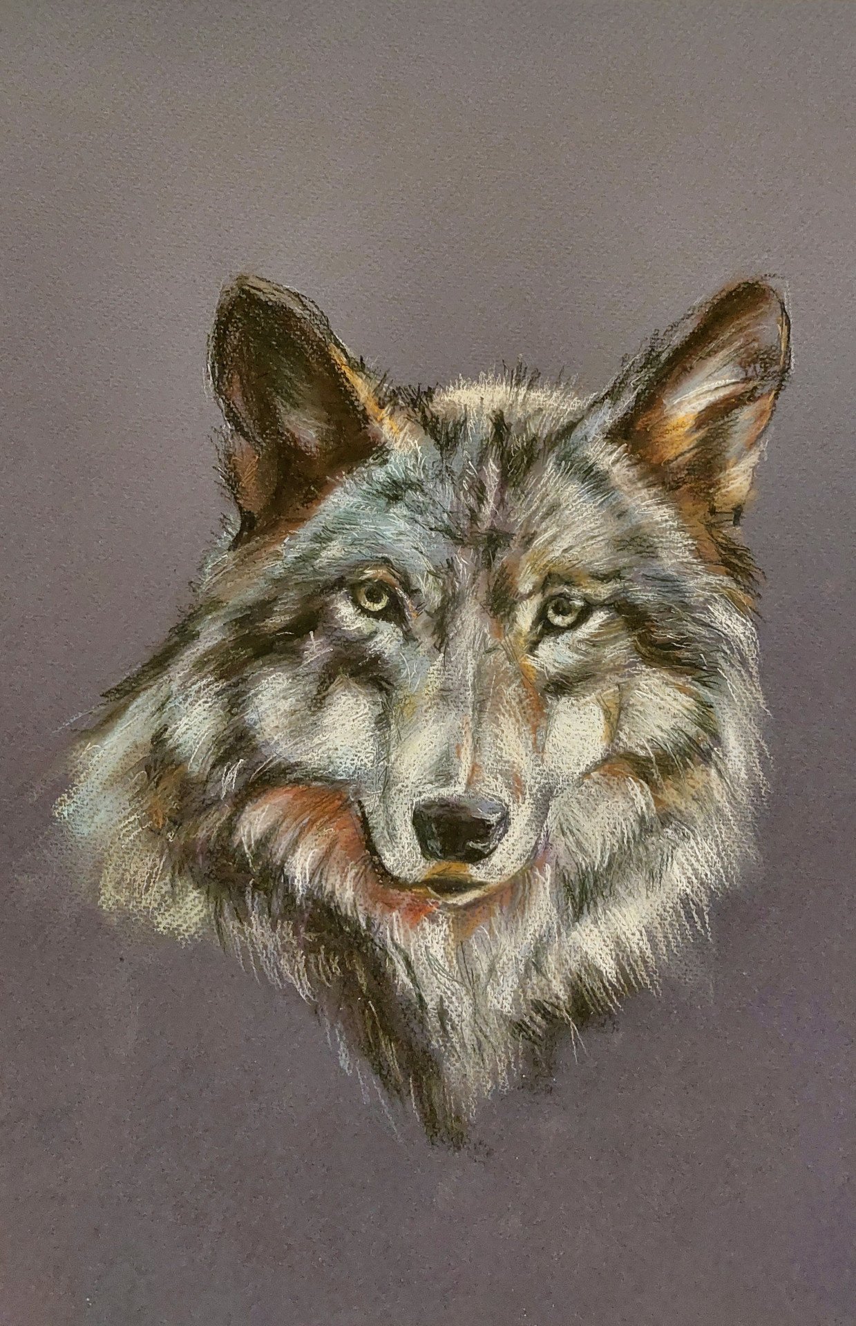 My Wolf pastels Drawing - Natali Diduh - Jose Art Gallery
