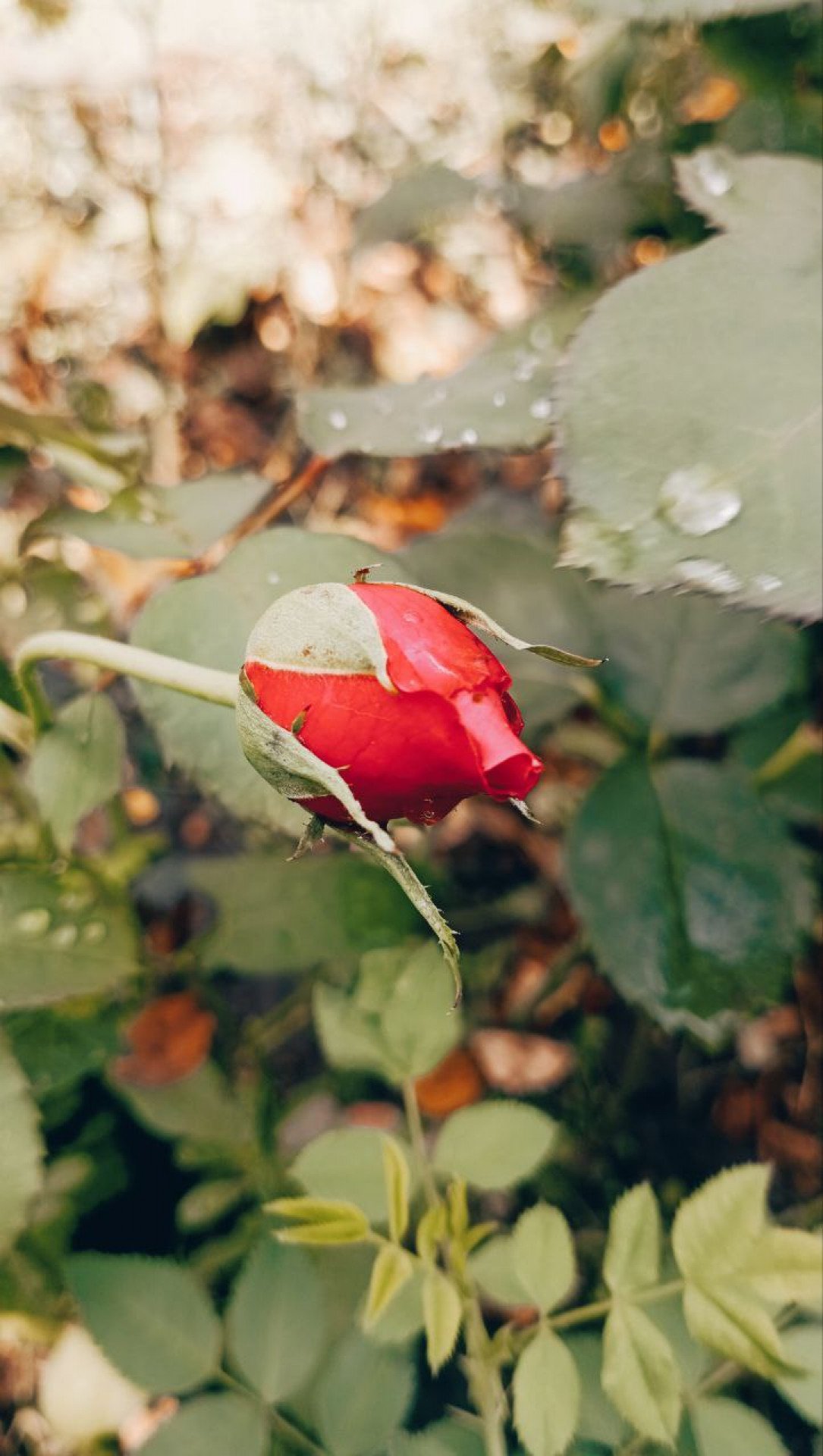 Roses. Diptych Photography - Bogdana Nosenok