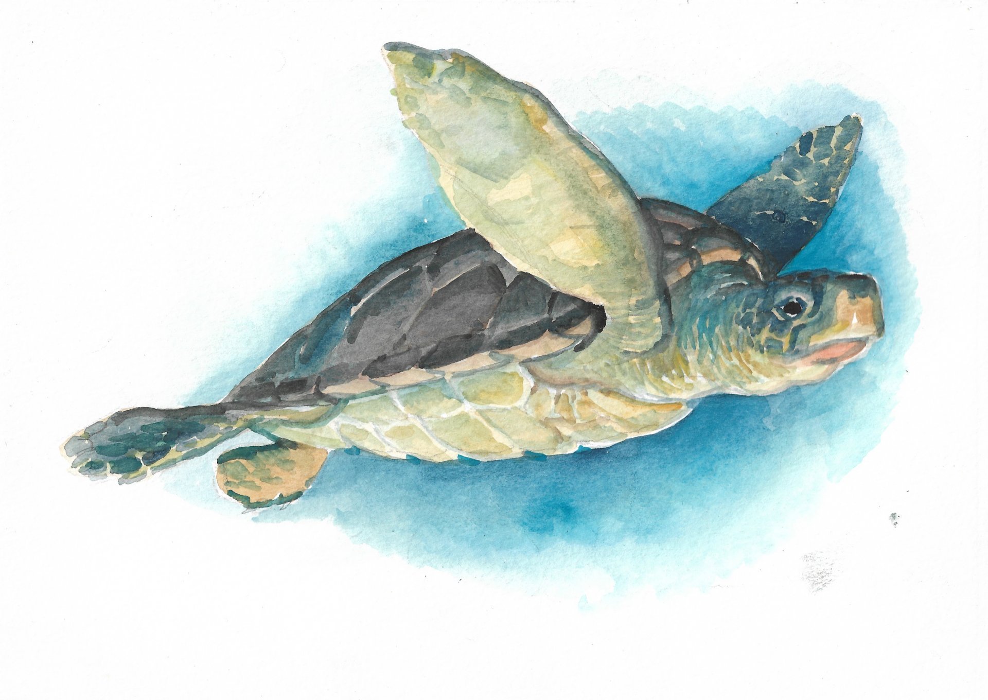 A turtle study Painting by Nenad Pantic - Jose Art Gallery